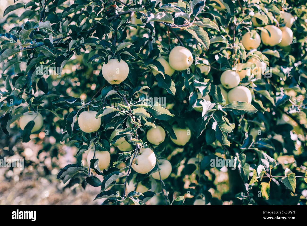 Beautiful ripe yellow green apples on branches in orchard garden ...
