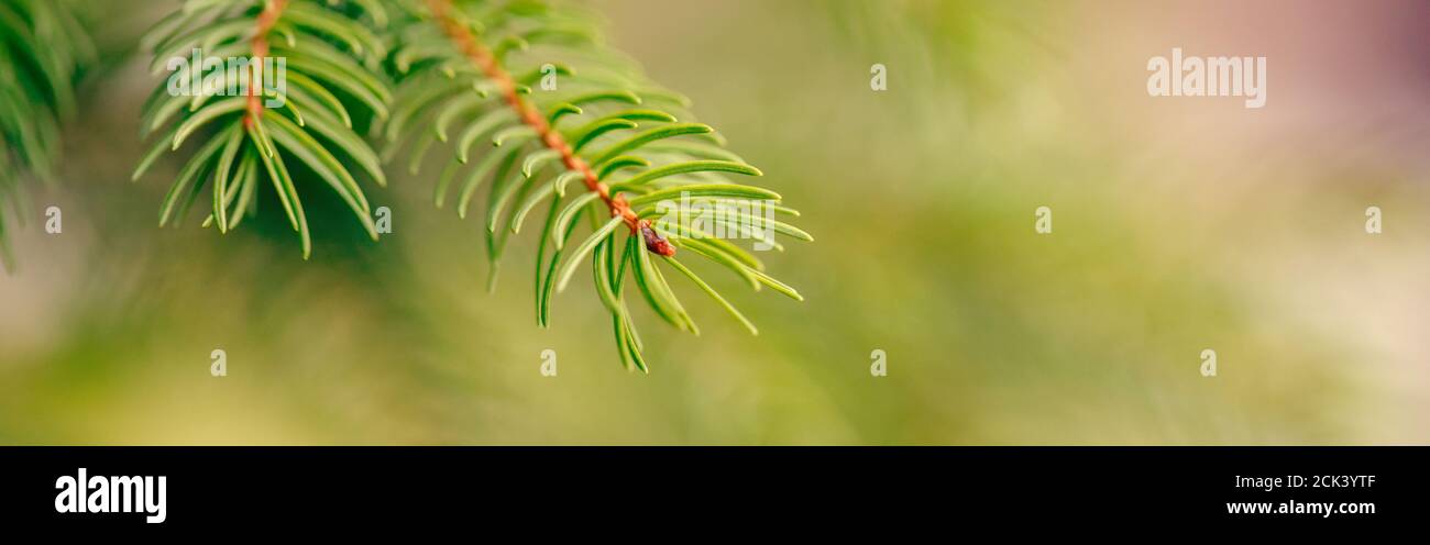 Beautiful natural spring tree background. Light green pine tree ...