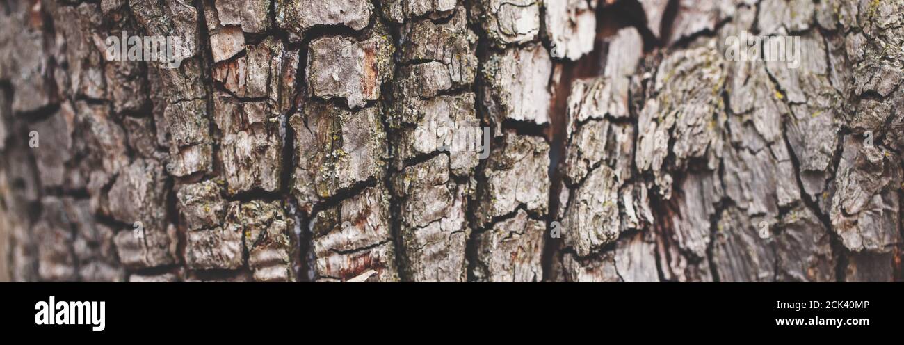 Natural wooden texture background. Closeup macro of old aged tree bark ...