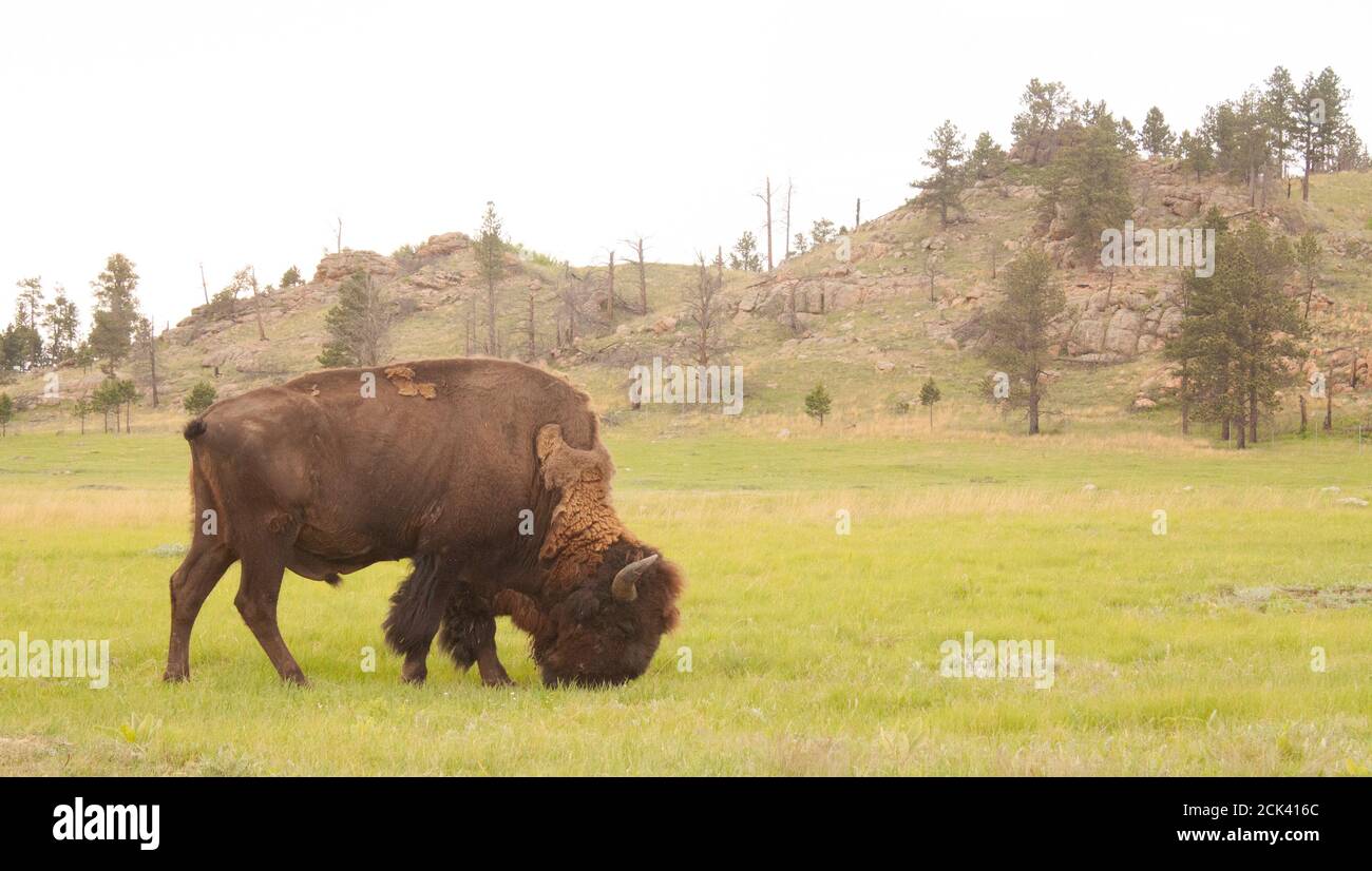 An American Bison feeding along a long horizon Stock Photo - Alamy