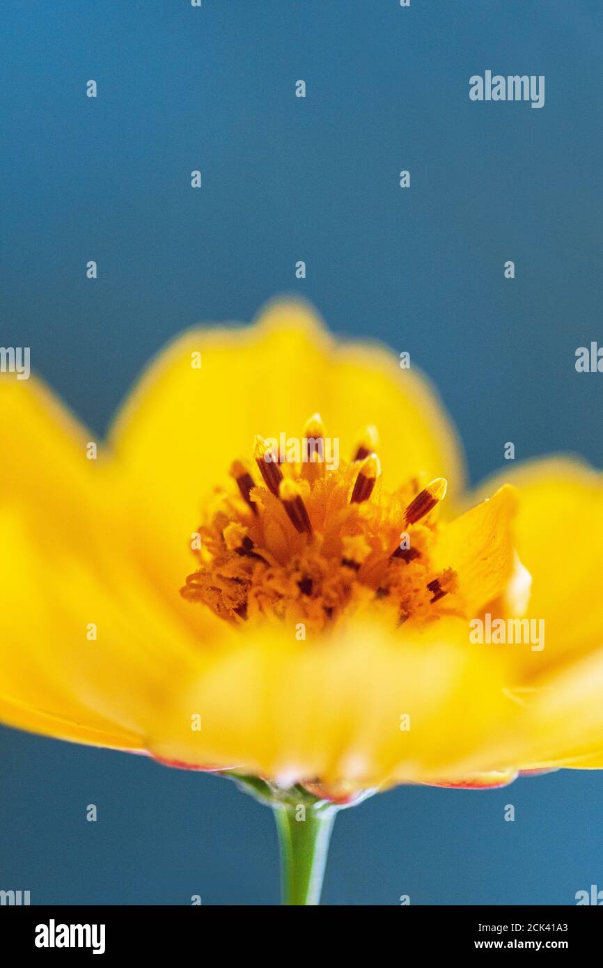 A side view of a wildflower leaves plenty of space for copy Stock Photo ...