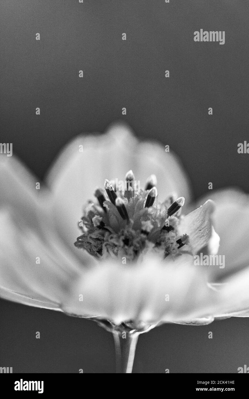 A side view of a wildflower leaves plenty of space for copy Stock Photo ...