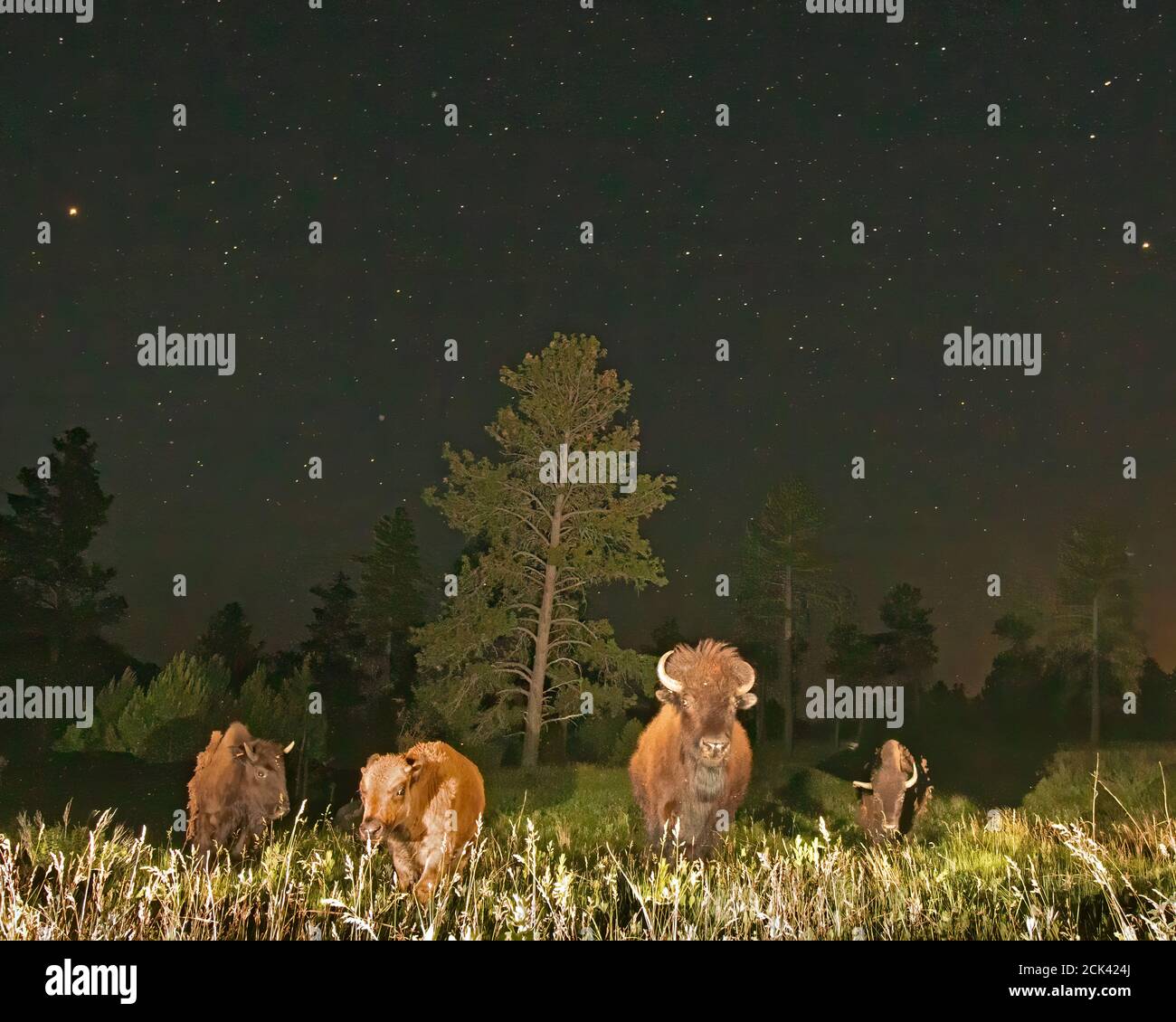 Cave buffalo hi-res stock photography and images - Alamy