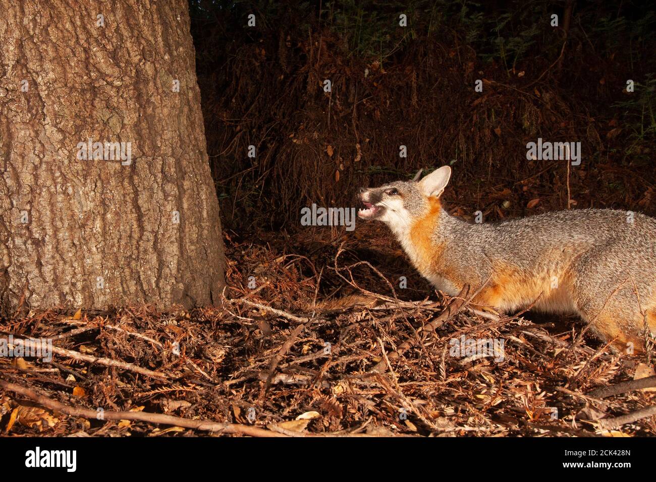 Fox looking up hi-res stock photography and images - Alamy
