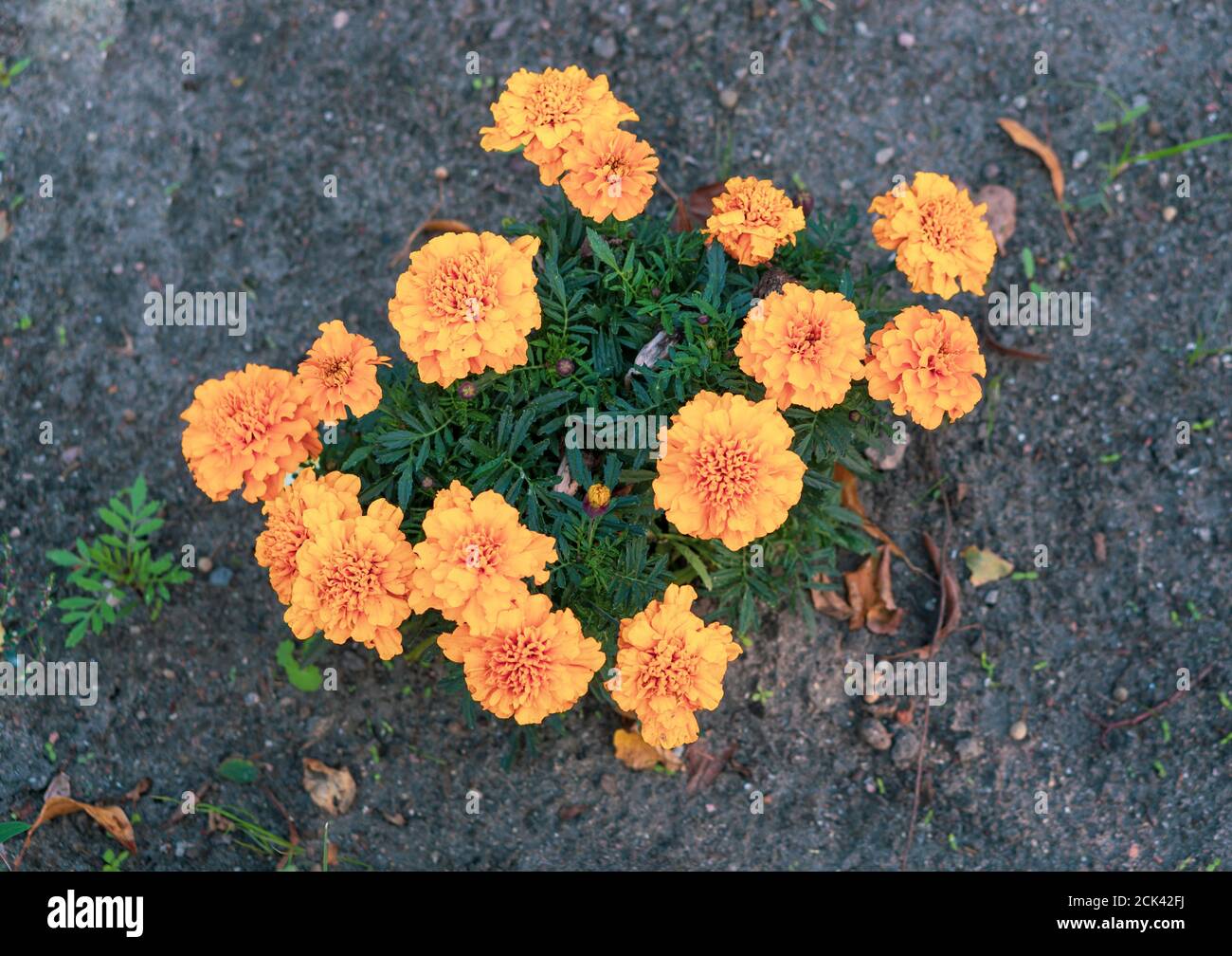 Top view of orange flowers in the garden Stock Photo - Alamy