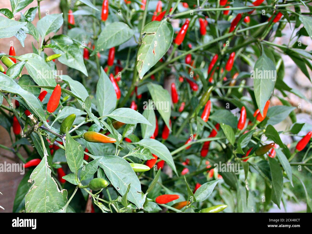 spicy red pepper plant with many green leaves Stock Photo - Alamy