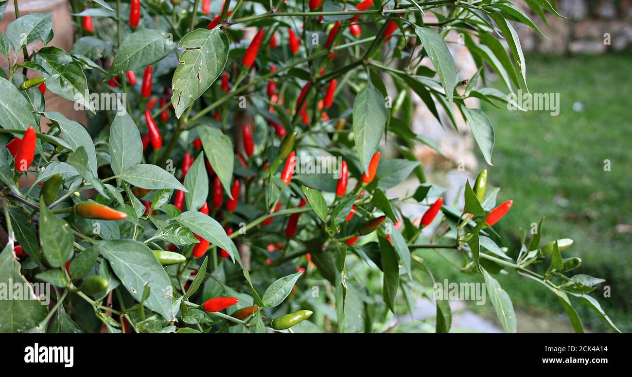 spicy red pepper plant with many green leaves Stock Photo - Alamy