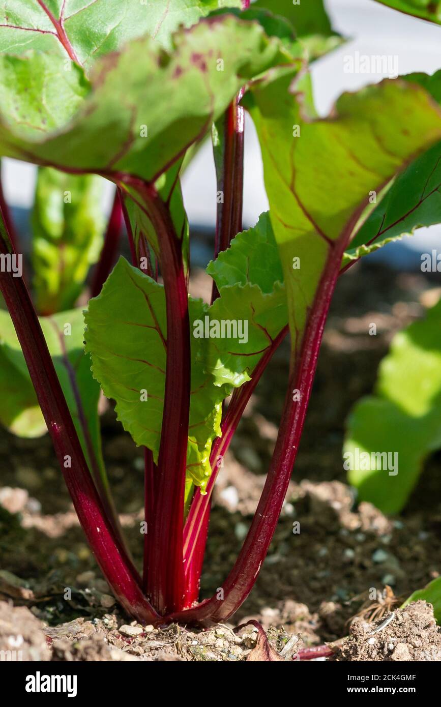 Red and green leafy garden hi-res stock photography and images - Alamy