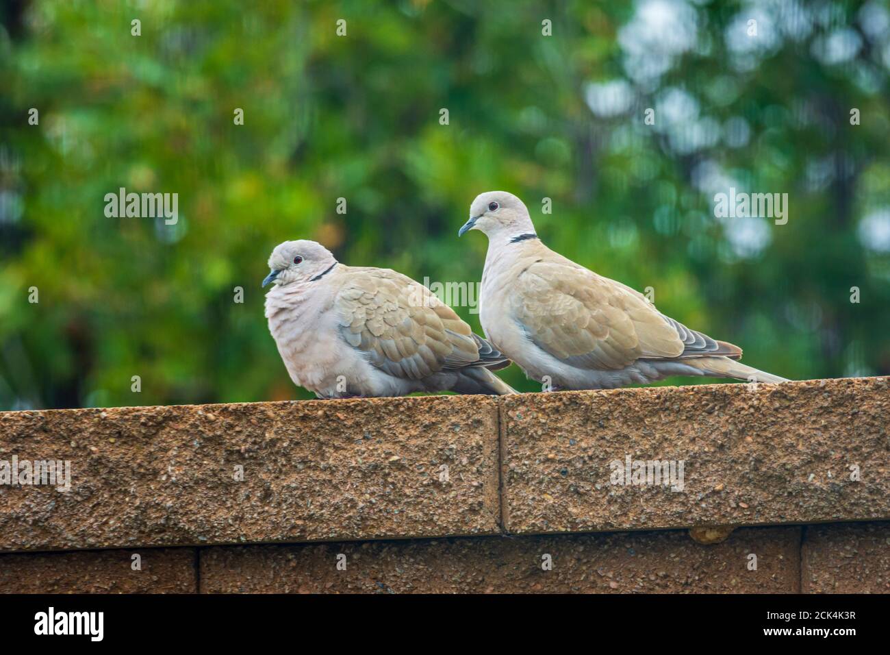 Columbidae birds hi-res stock photography and images - Alamy