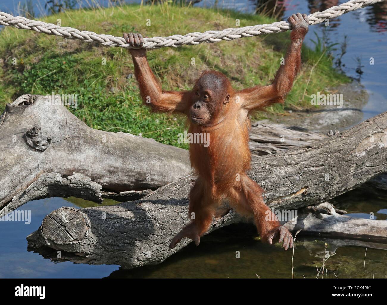 Herman park zoo hi-res stock photography and images - Alamy