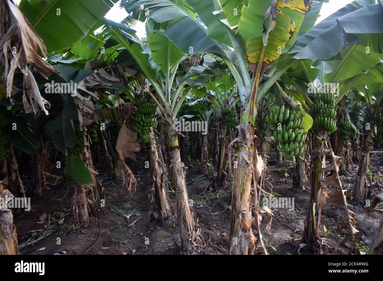 View of banana trees in a plantation Stock Photo - Alamy