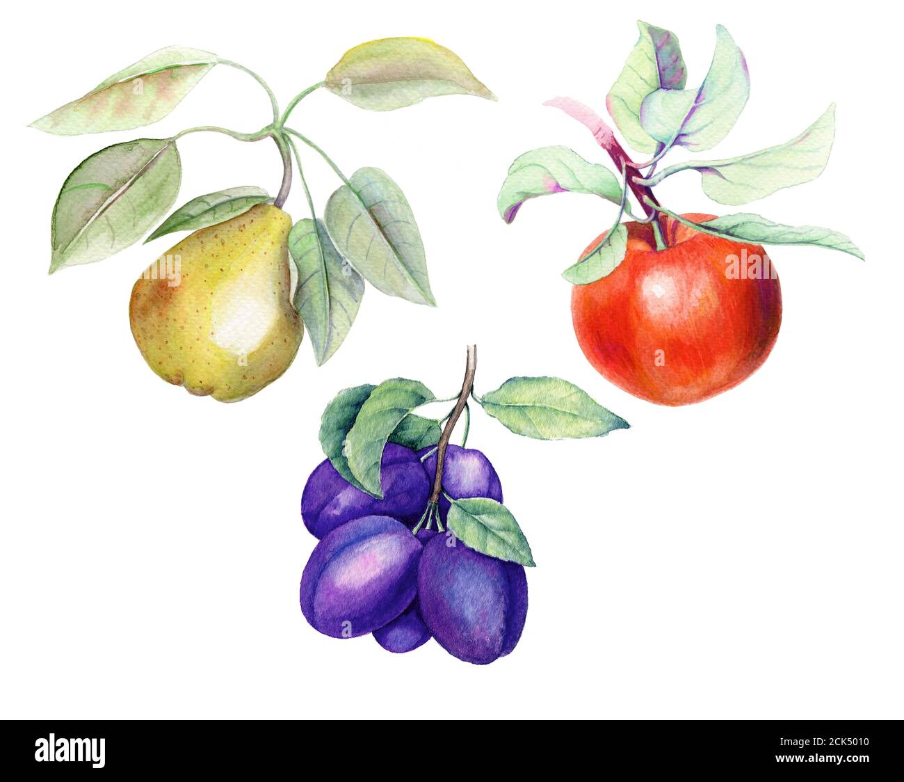 Vintage fruits illustration Cut Out Stock Images & Pictures - Alamy