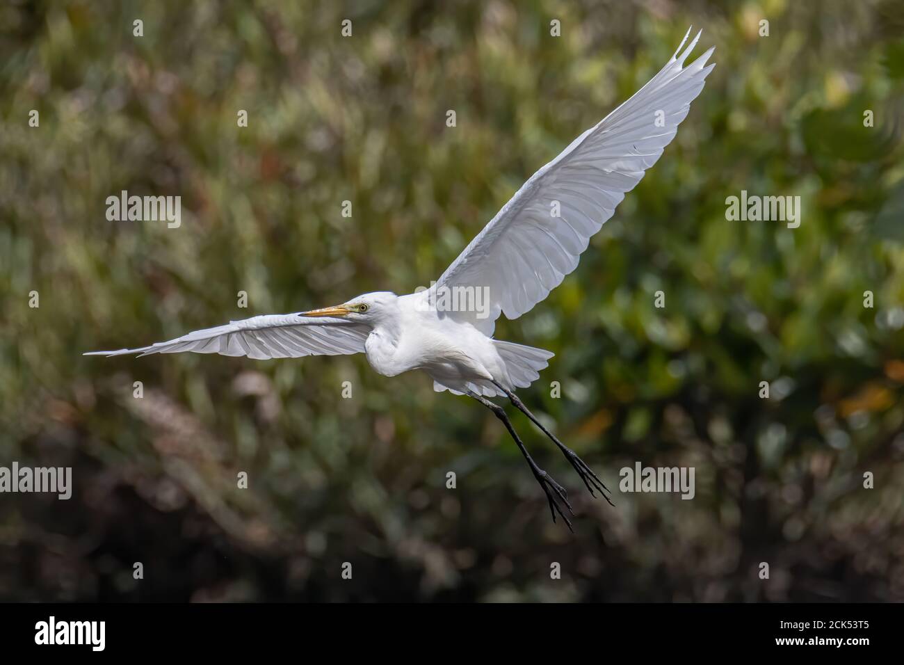 Egret bird on wetland center in Kota Kinabalu, Sabah, Malaysia. Cattle ...
