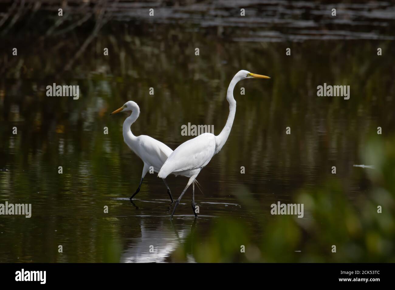 Egret bird on wetland center in Kota Kinabalu, Sabah, Malaysia. Cattle ...