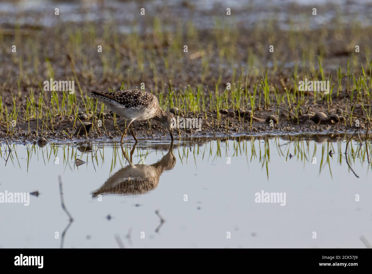 Nature wildlife image of cute water bird Wood Sandpiper Stock Photo - Alamy