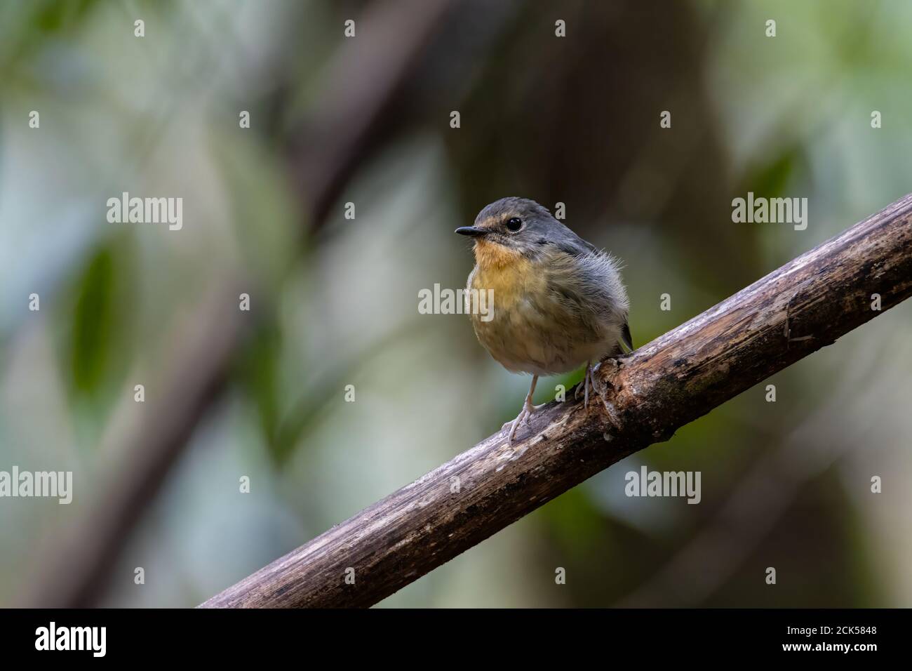 Nature wildlife bird species of Snowy browed flycatcher perch on branch ...