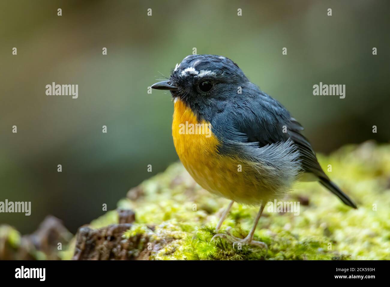 Nature wildlife bird species of Snowy browed flycatcher perch on branch ...