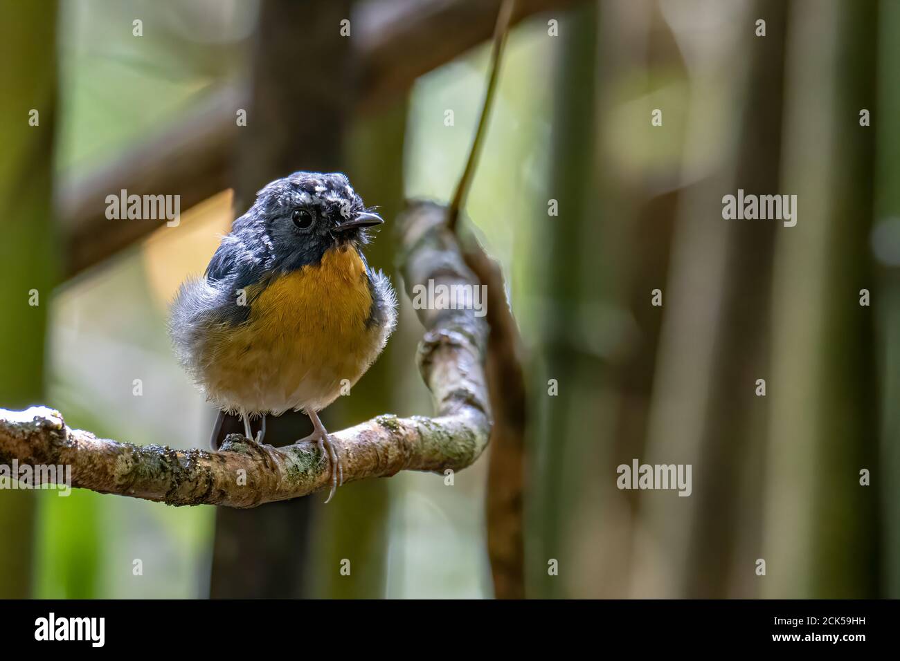 Nature wildlife bird species of Snowy browed flycatcher perch on branch ...