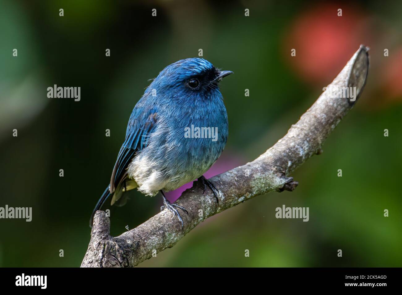 Beautiful blue color bird known as Rufous Vented Flycatcher perched on ...
