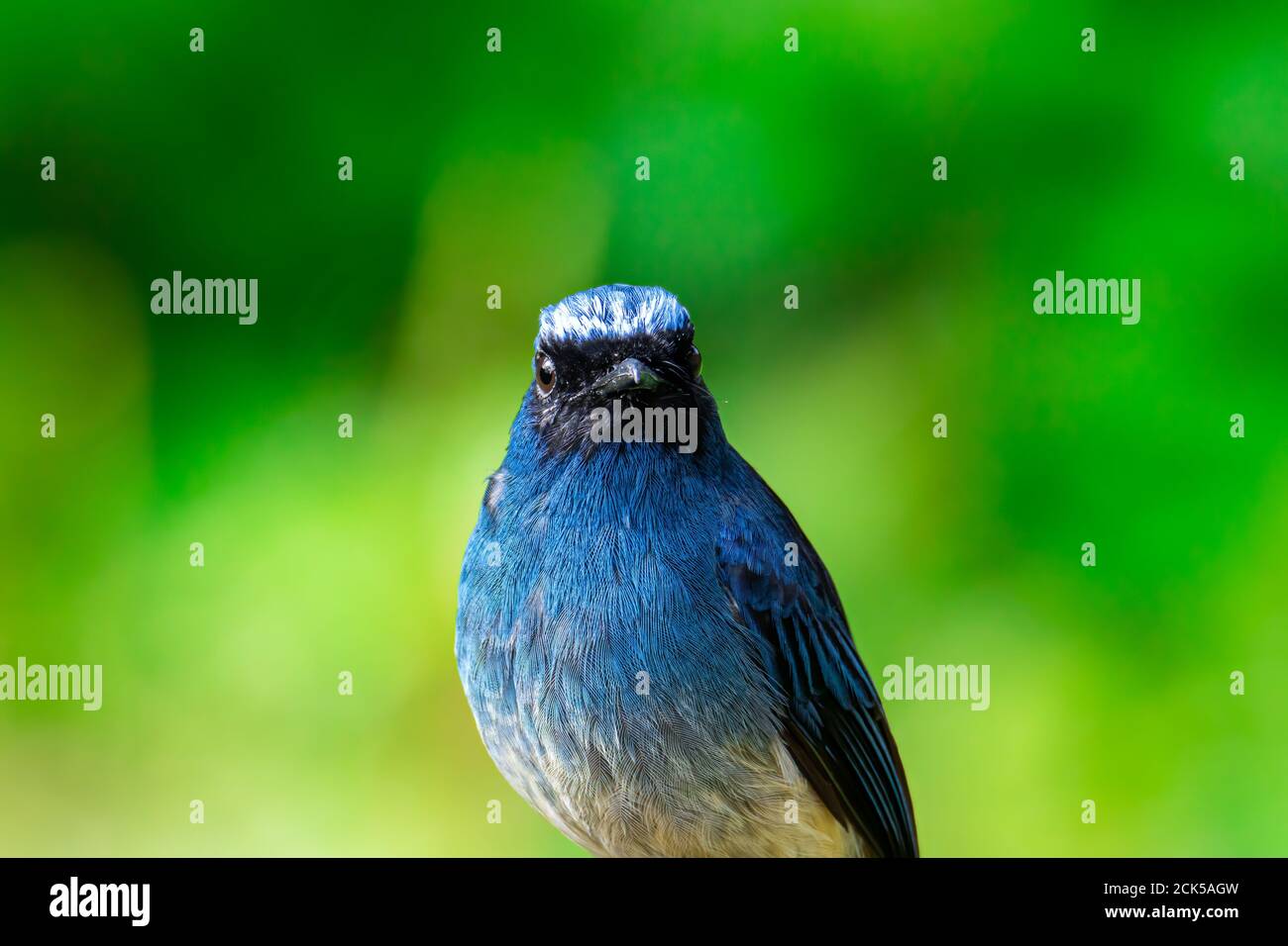 Beautiful blue color bird known as Rufous Vented Flycatcher perched on ...