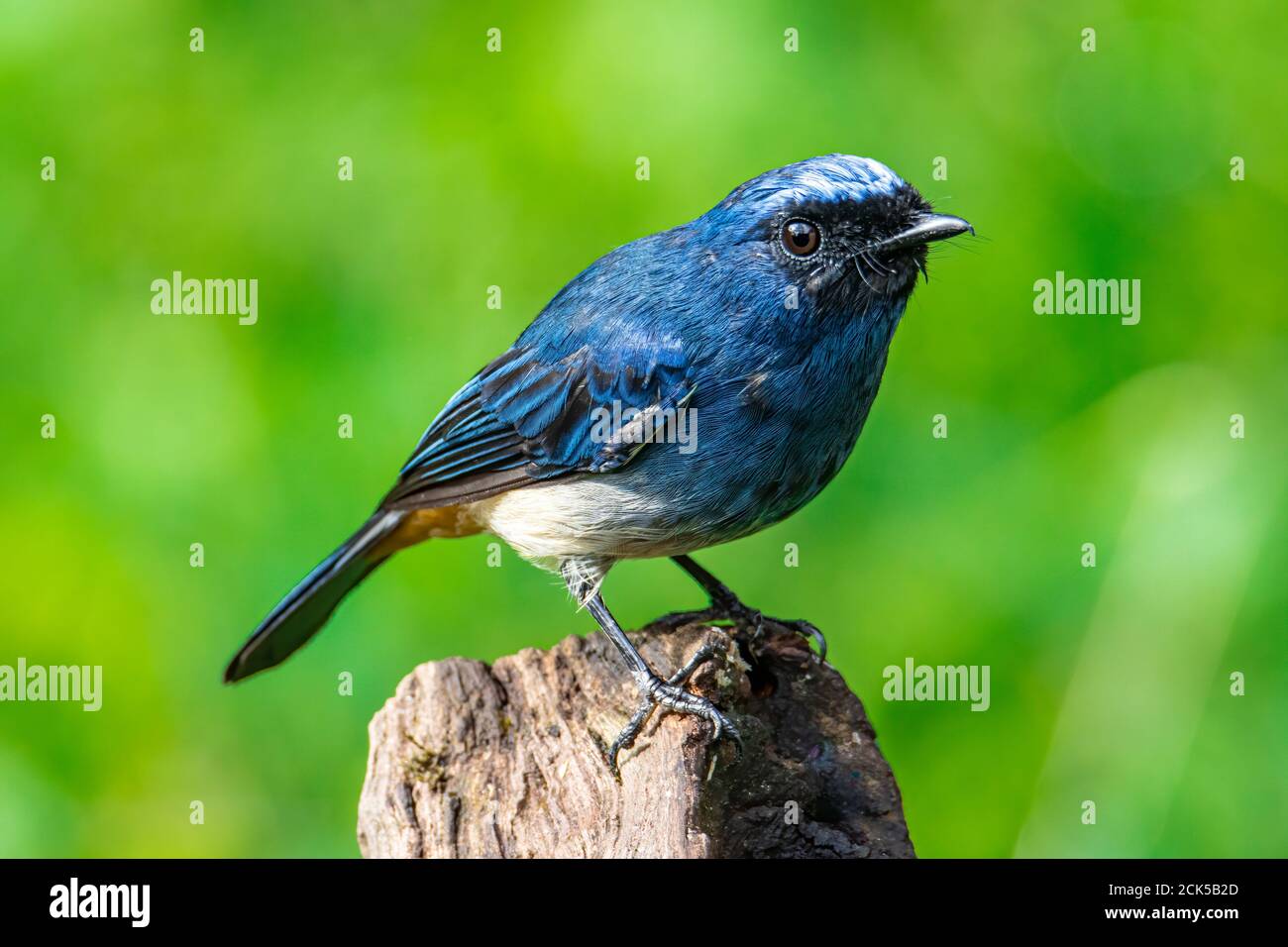 Beautiful blue color bird known as Rufous Vented Flycatcher perched on ...