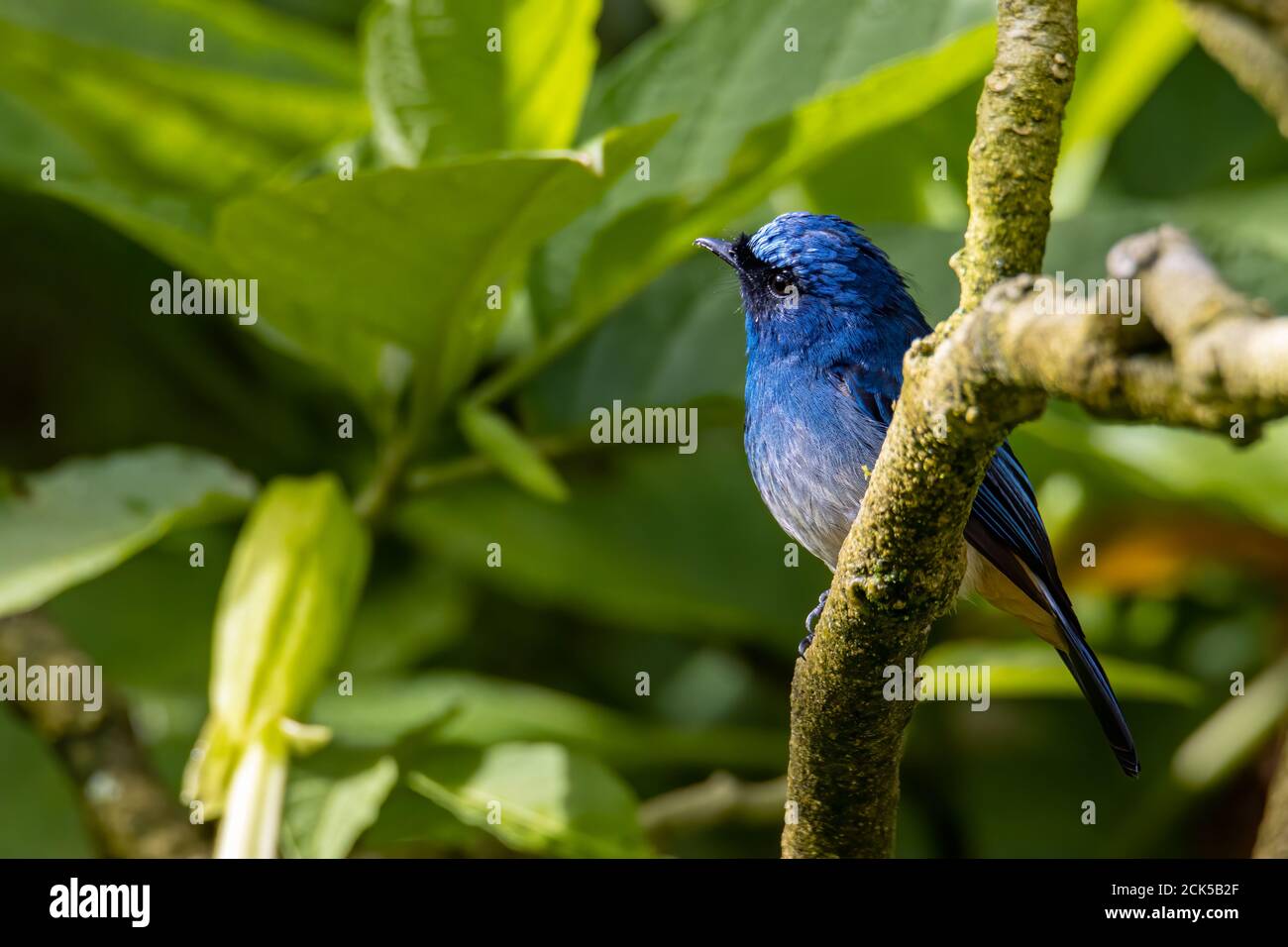 Beautiful blue color bird known as Rufous Vented Flycatcher perched on ...