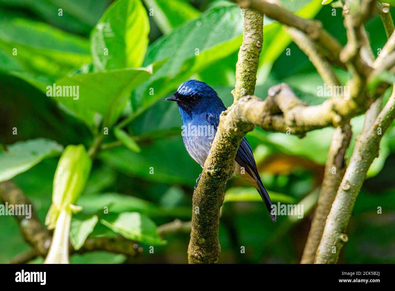 Beautiful blue color bird known as Rufous Vented Flycatcher perched on ...