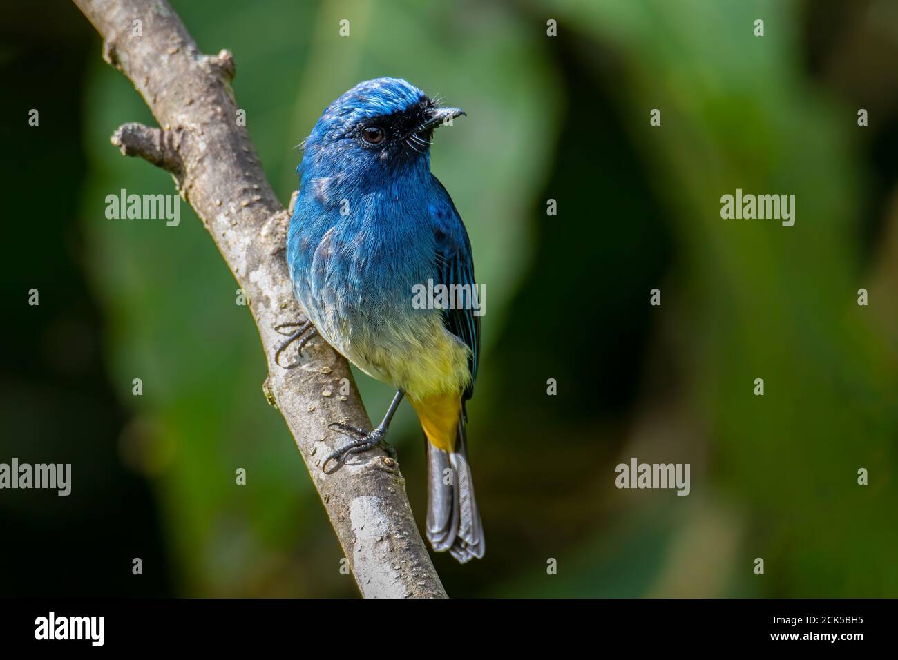Beautiful blue color bird known as Rufous Vented Flycatcher perched on ...