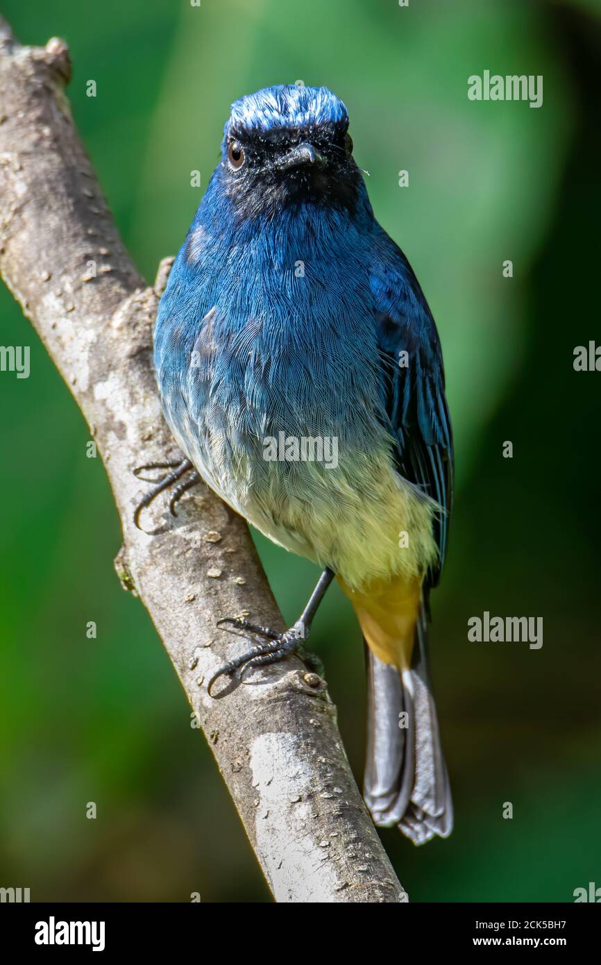 Beautiful blue color bird known as Rufous Vented Flycatcher perched on ...