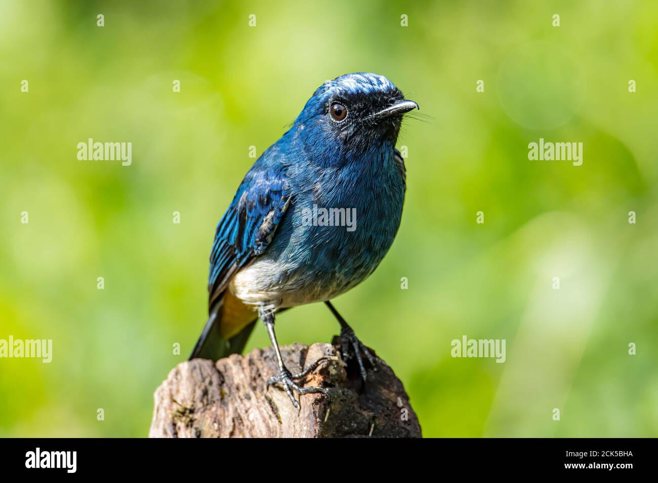 Beautiful blue color bird known as Rufous Vented Flycatcher perched on ...