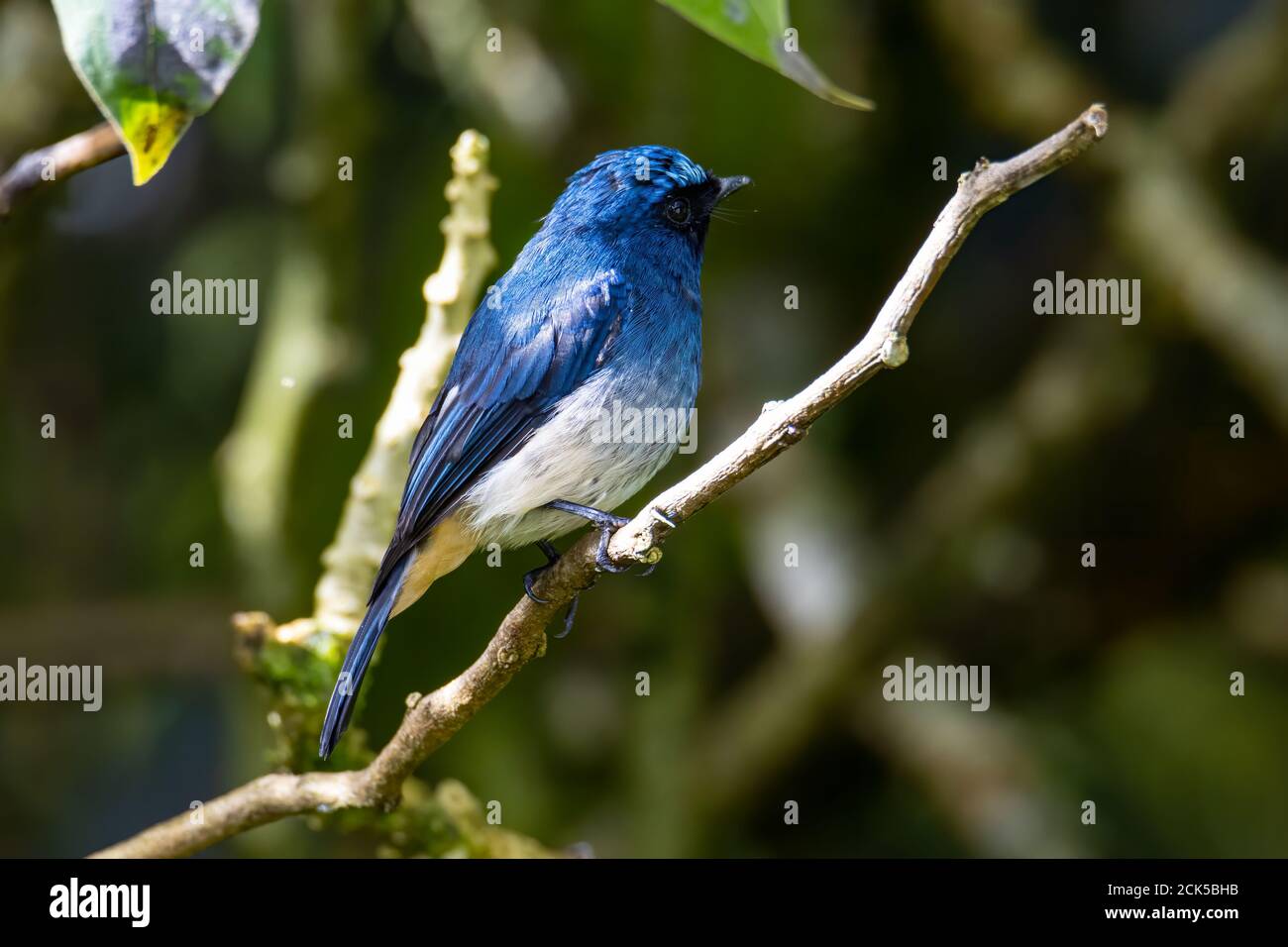 Beautiful blue color bird known as Rufous Vented Flycatcher perched on ...