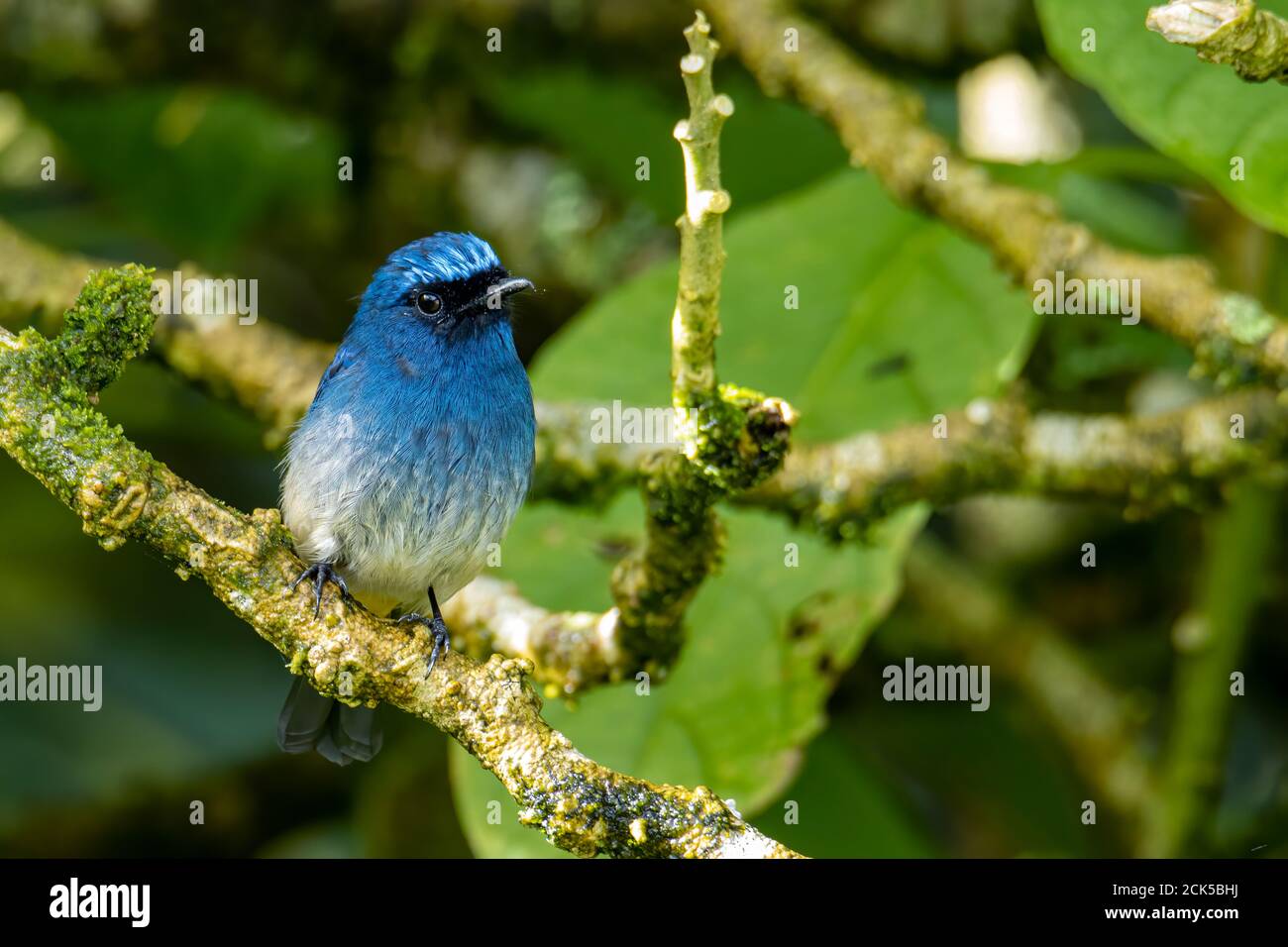 Beautiful blue color bird known as Rufous Vented Flycatcher perched on ...
