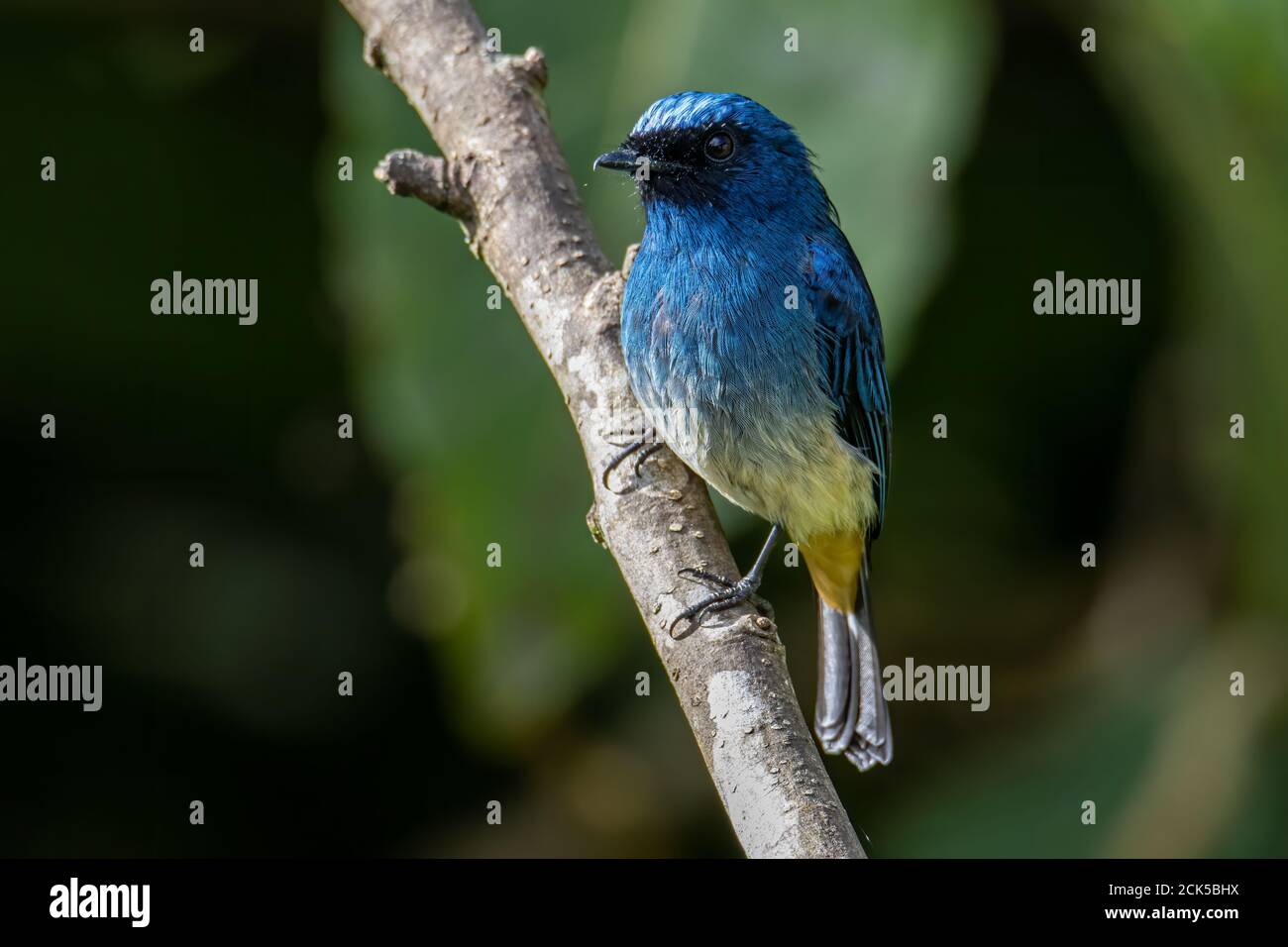 Beautiful blue color bird known as Rufous Vented Flycatcher perched on ...
