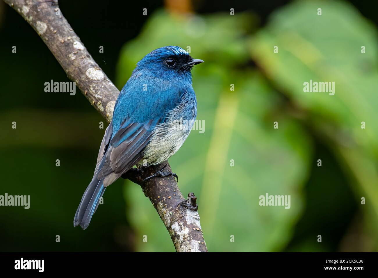 Beautiful blue color bird known as Rufous Vented Flycatcher perched on ...