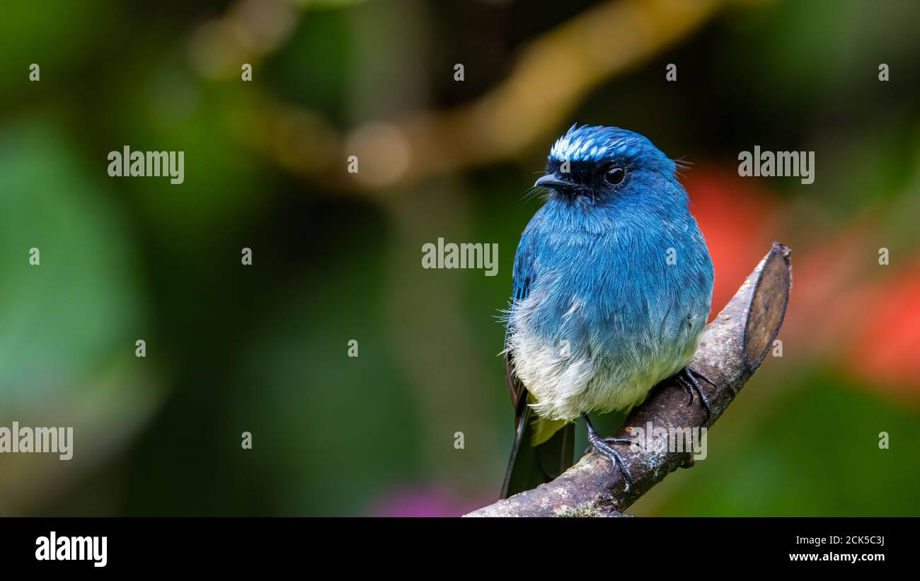 Beautiful blue color bird known as Rufous Vented Flycatcher perched on ...