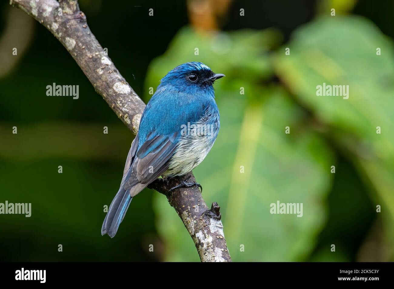 Beautiful blue color bird known as Rufous Vented Flycatcher perched on ...