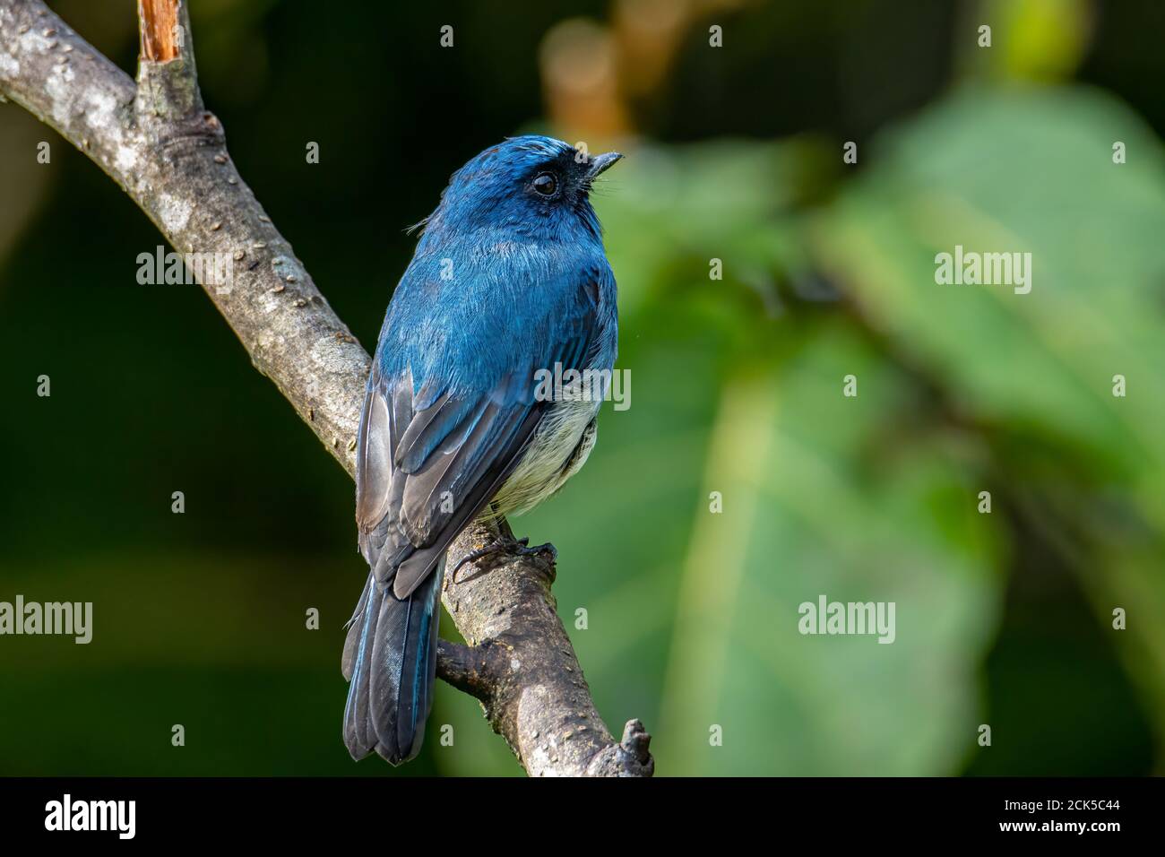 Beautiful blue color bird known as Rufous Vented Flycatcher perched on ...