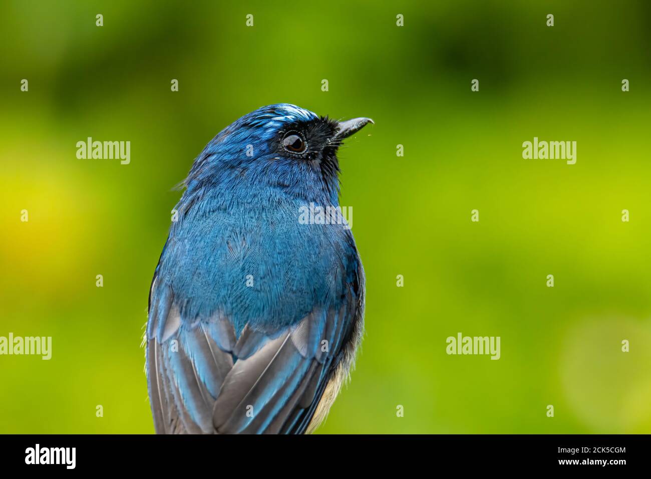 Beautiful blue color bird known as Rufous Vented Flycatcher perched on ...