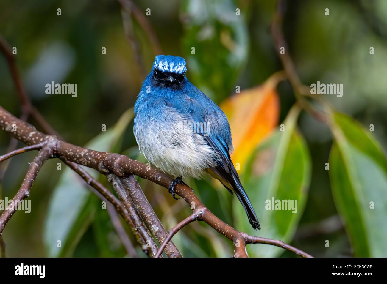 Beautiful blue color bird known as Rufous Vented Flycatcher perched on ...
