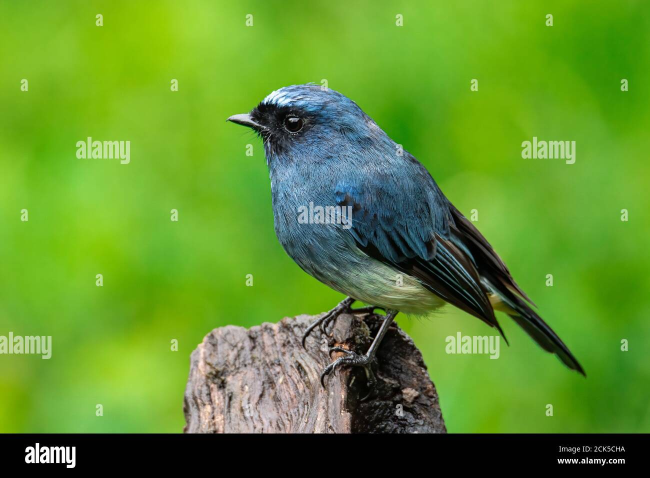 Beautiful blue color bird known as Rufous Vented Flycatcher perched on ...