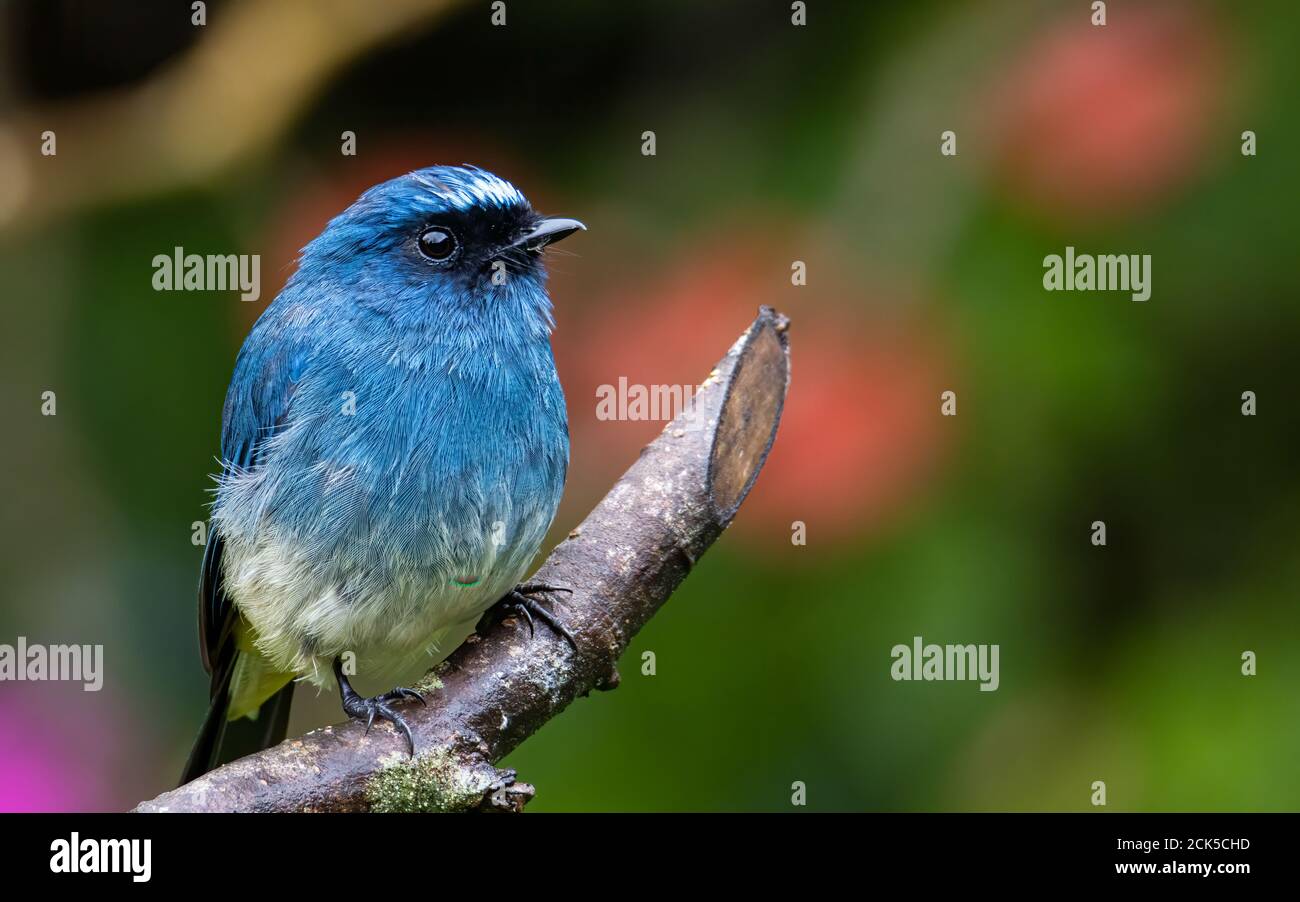 Beautiful blue color bird known as Rufous Vented Flycatcher perched on ...