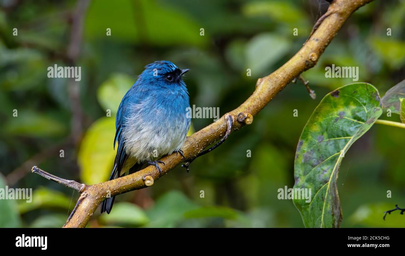 Beautiful blue color bird known as Rufous Vented Flycatcher perched on ...