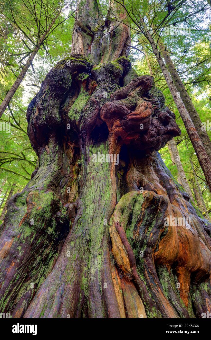 Ancient cedar tree hi-res stock photography and images - Alamy
