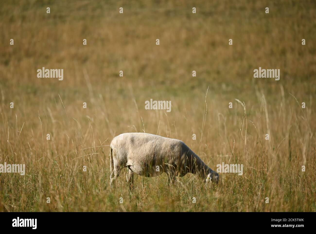 Vulnerable Species Blue Sheep