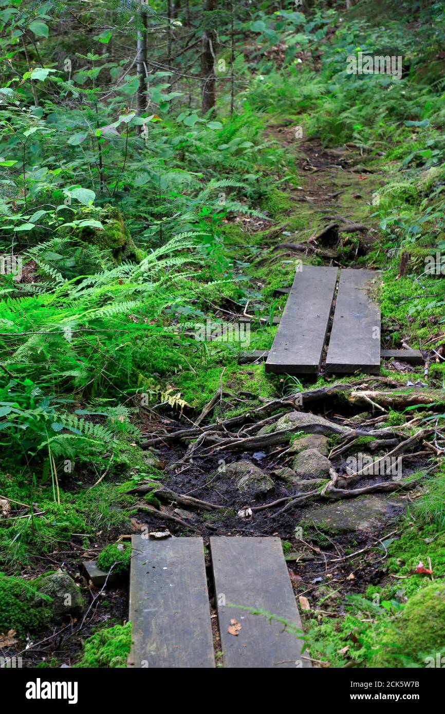 Hiking trail in the forest in Woodford State Park.Woodford.Vermont.USA ...