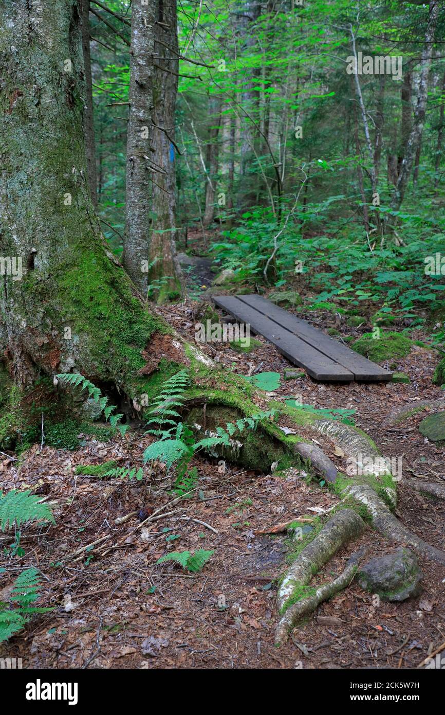 Hiking trail in the forest in Woodford State Park.Woodford.Vermont.USA ...