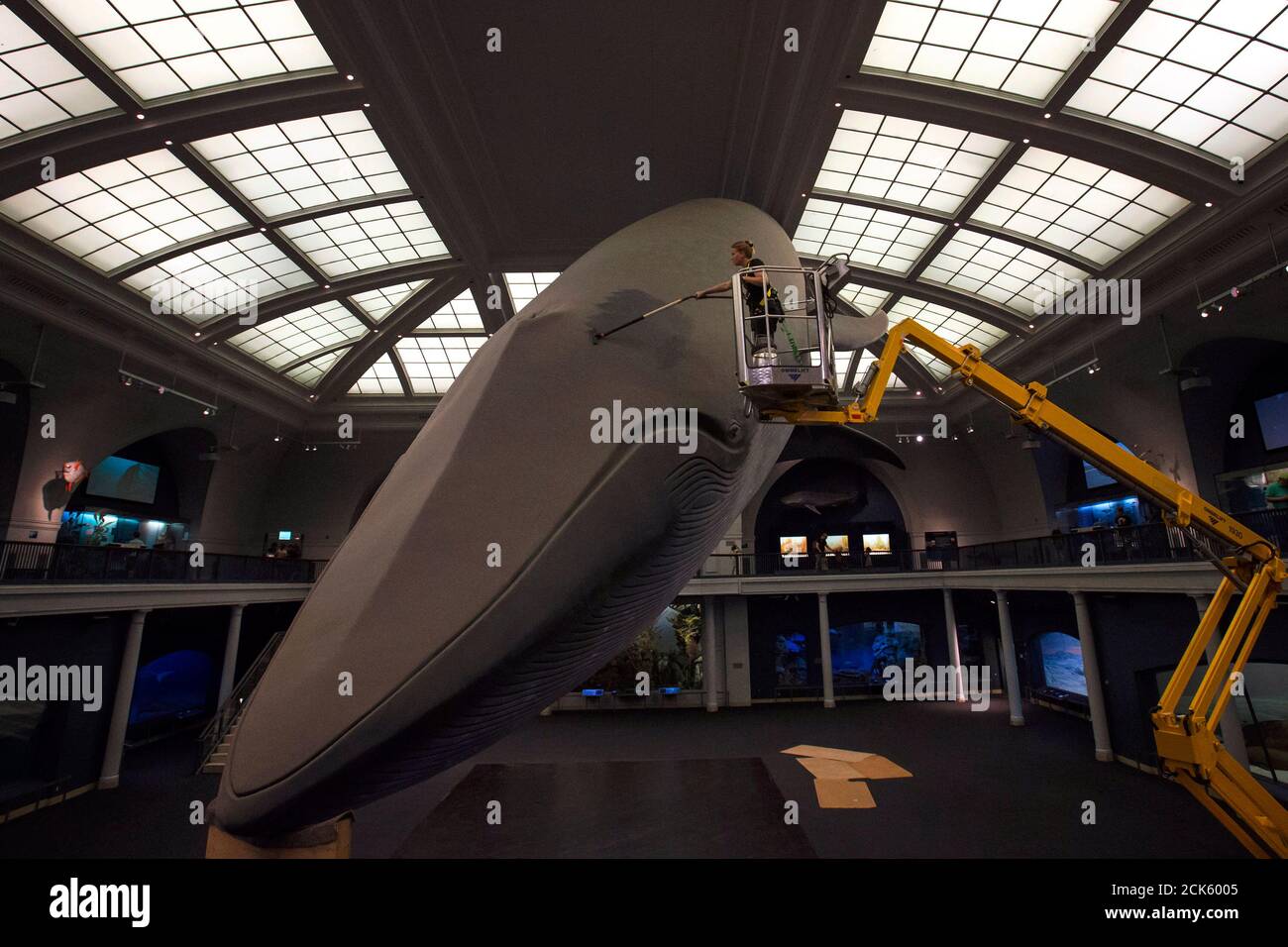 Life Size Model Of A Blue Whale High Resolution Stock Photography and ...