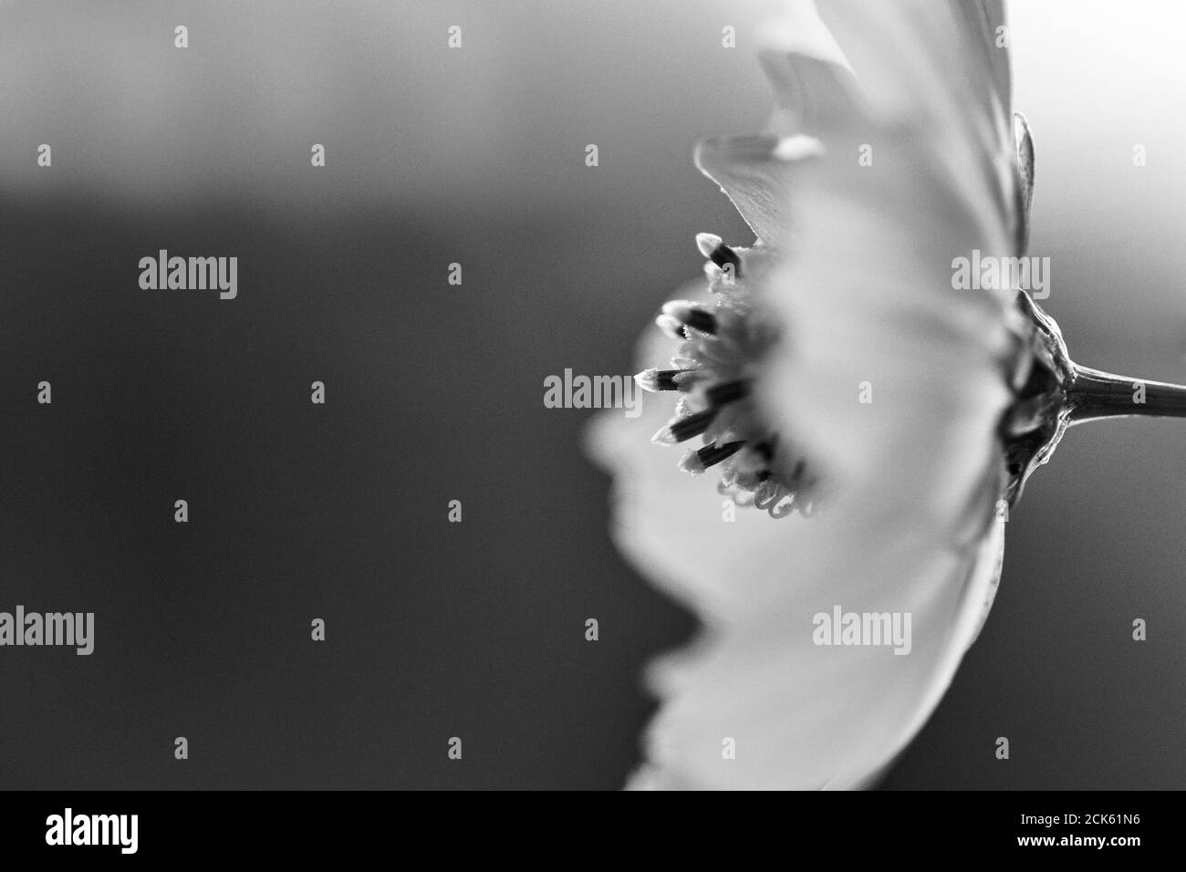 A side view of a wildflower leaves plenty of space for copy Stock Photo ...