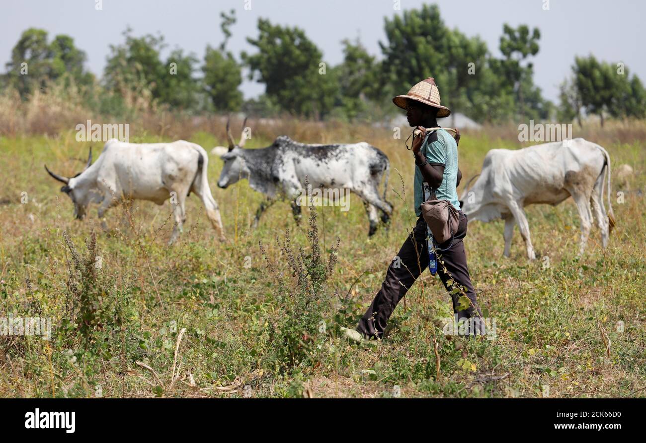 Fulani Cattle High Resolution Stock Photography and Images - Alamy