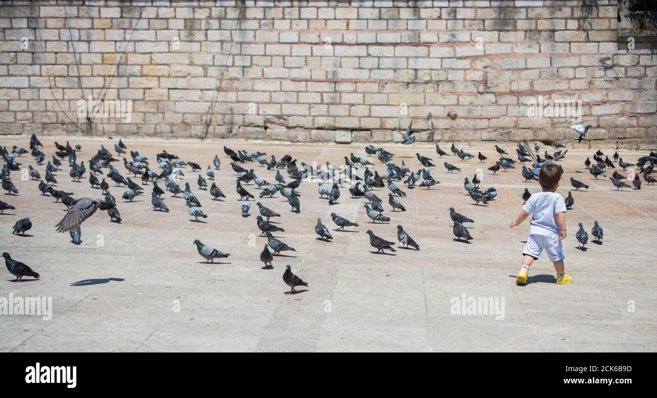 Little kid amid Lovely pigeon birds feed in an urban environment Stock ...